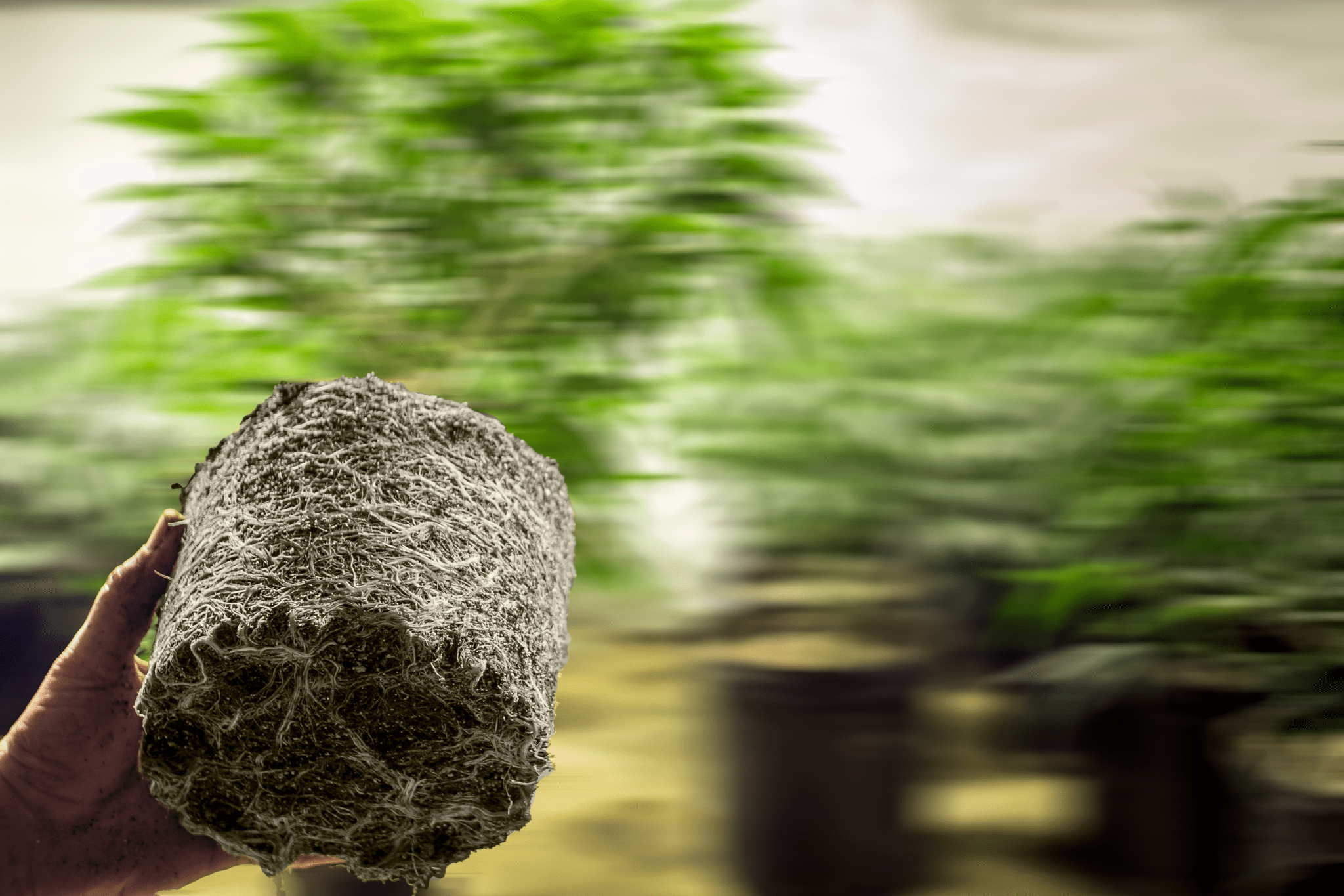 Runoff And Rootzone PH CS Consulting runoff-and-rootzone-ph-cs-consulting